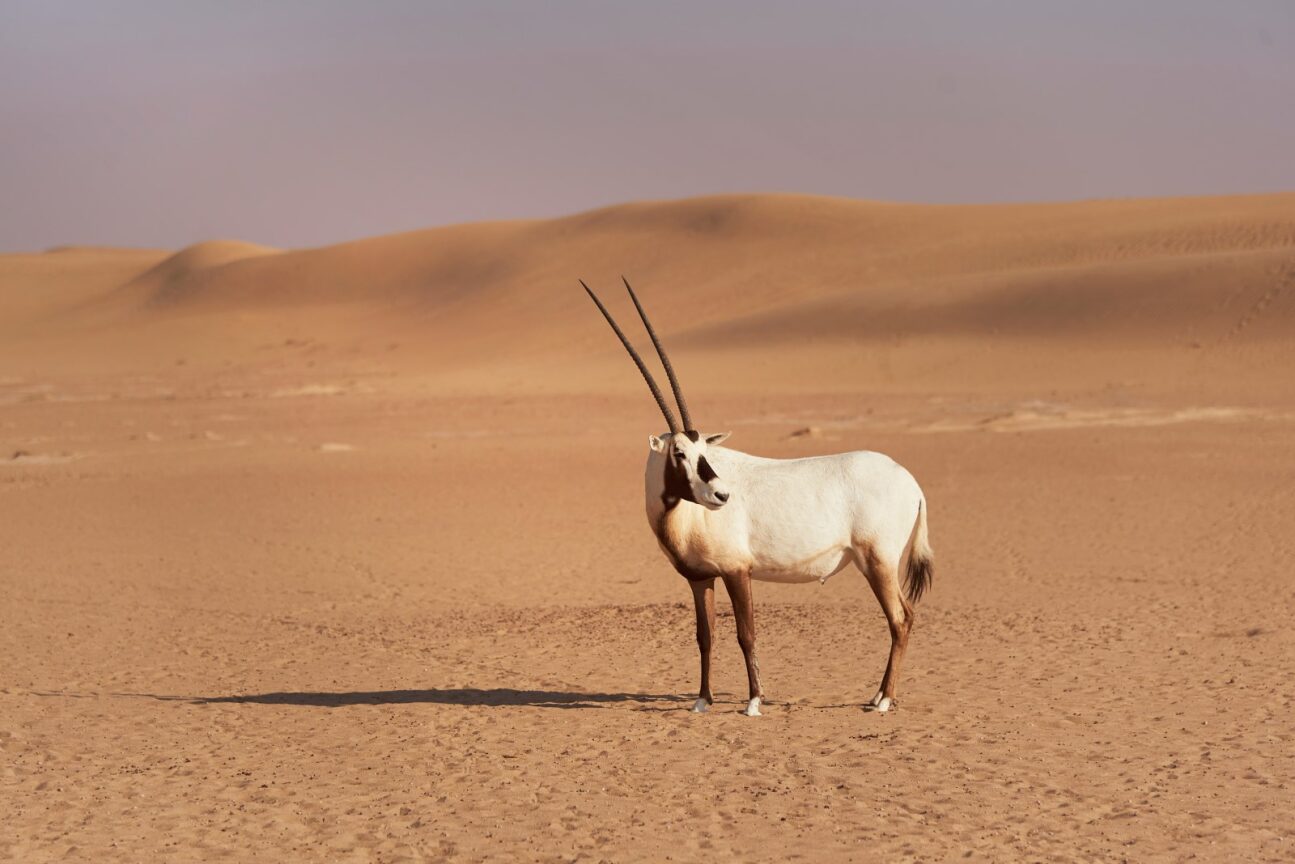 Wildlife in the Heart of Dubai’s Desert Wonders